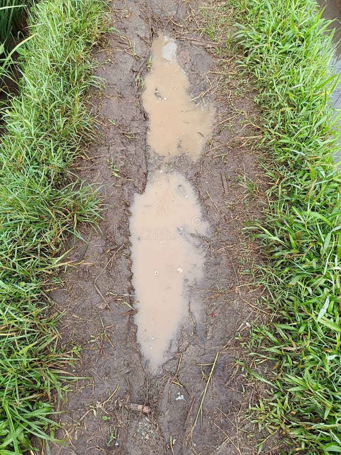 Muddy Path Winds through Lush Green Grass Stock Photo - Image of ...