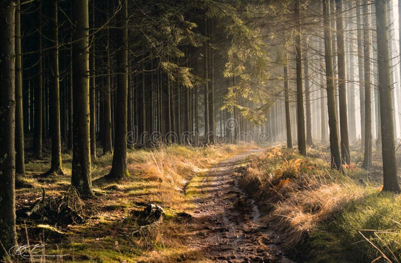 Muddy Pathway between Long Trees in a Forest during the Autumn Season ...
