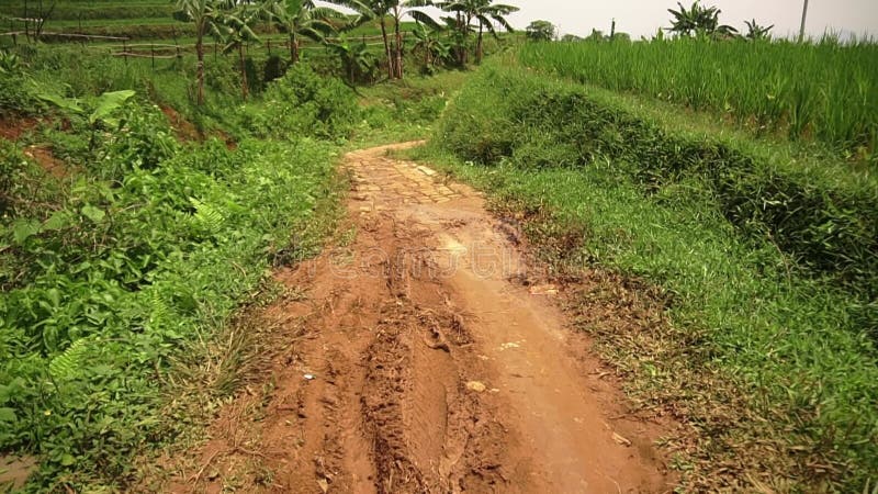 Muddy Pathway through Lush Greenery Stock Video - Video of agriculture ...