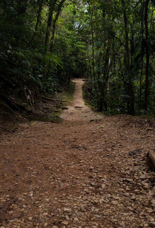 Muddy Pathway in the Middle of the Forest Stock Photo - Image of travel ...