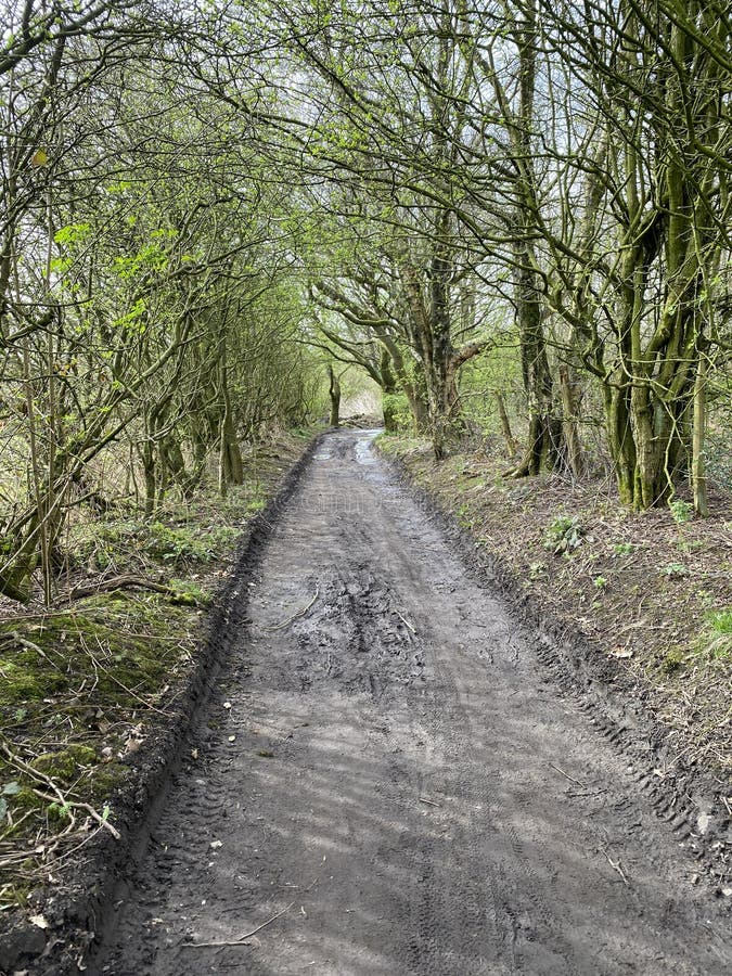 Muddy Pathway during Winter Stock Image - Image of leading, bush: 249089319