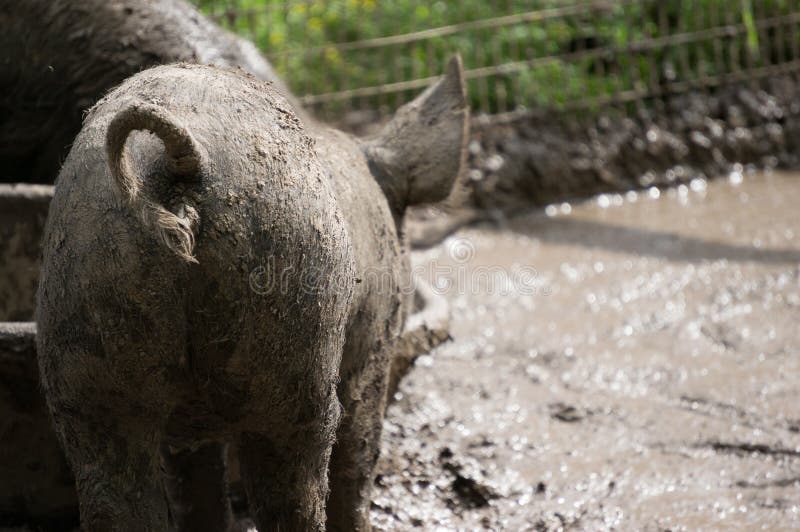 Pig Backside Stock Photos - Free & Royalty-Free Stock Photos from ...