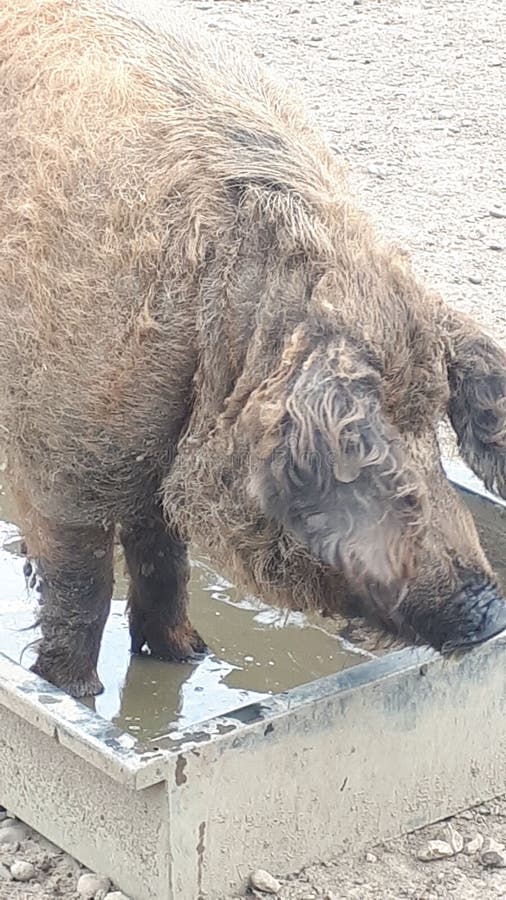 Muddy Pig stock photo. Image of drinking, muddy, farm - 120036820