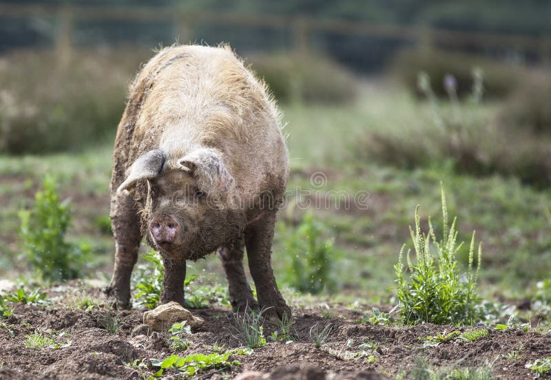 Muddy Pig stock photo. Image of meat, agriculture, domestic - 33169044