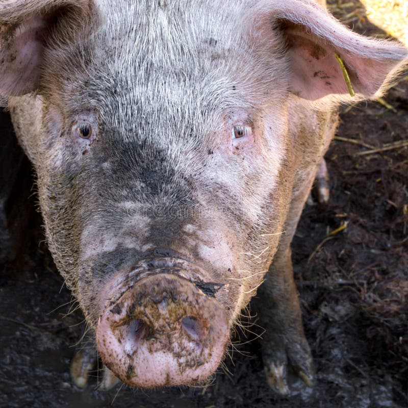Muddy Pig Stock Photos - Download 1,170 Royalty Free Photos