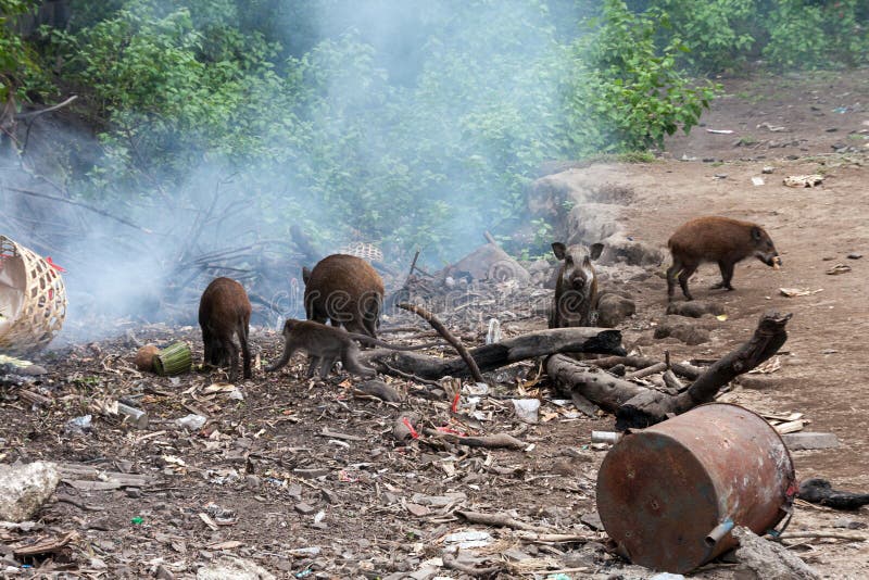 Muddy Pig Eating Pile Garbage Stock Photos - Free & Royalty-Free Stock ...