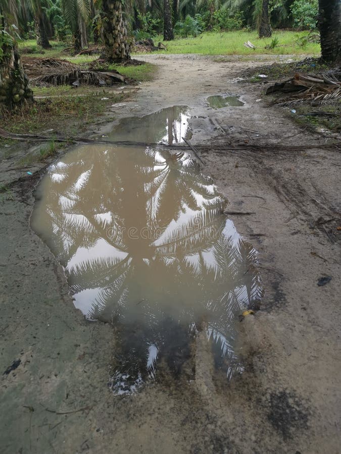 Muddy Pool of Water Collected on the Sandy Ground Stock Photo - Image ...