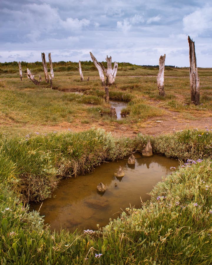 Muddy Puddles, Rocks and Dead Trees in Thornham Old Harbour Stock Photo ...