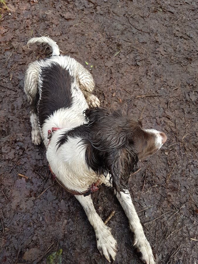Muddy puppy stock photo. Image of liverand, puppy, muddy - 90551602