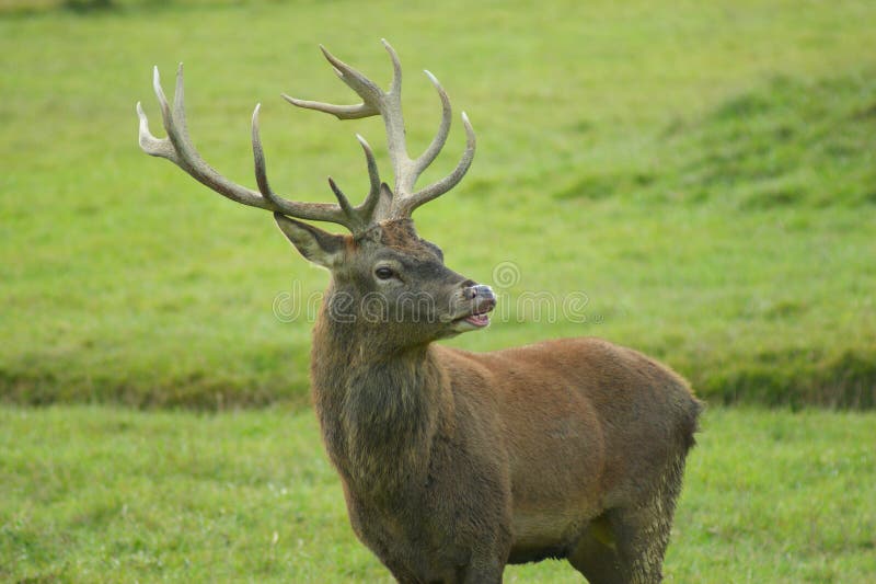 Muddy Red Deer Stag Showing His Teeth Stock Photo - Image of wildlife ...