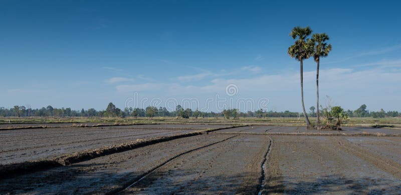 Muddy Rice Field Just before Seeding for Rice Production Asia Stock ...