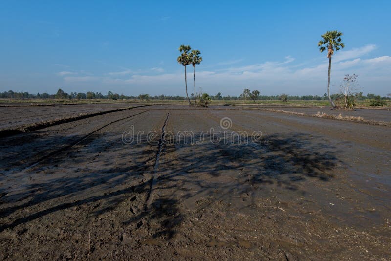 Muddy Rice Field Just before Seeding for Rice Production Asia Stock ...