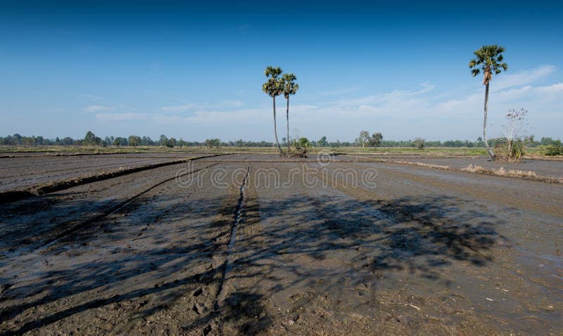 Muddy Rice Field Just before Seeding for Rice Production Asia Stock ...