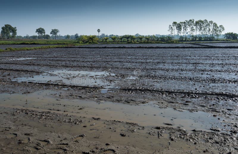 Muddy Rice Field Just before Seeding for Rice Production Asia Stock ...