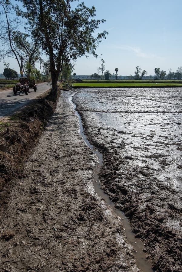 Muddy Rice Field Just before Seeding for Rice Production Asia Stock ...