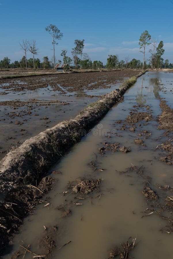 Muddy Rice Field Just before Seeding for Rice Production Asia Stock ...
