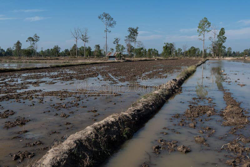 Muddy Rice Field Just before Seeding for Rice Production Asia Stock ...