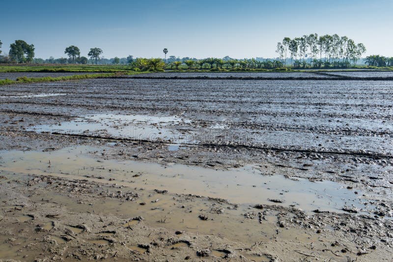 Muddy Rice Field Just before Seeding for Rice Production Asia Stock ...