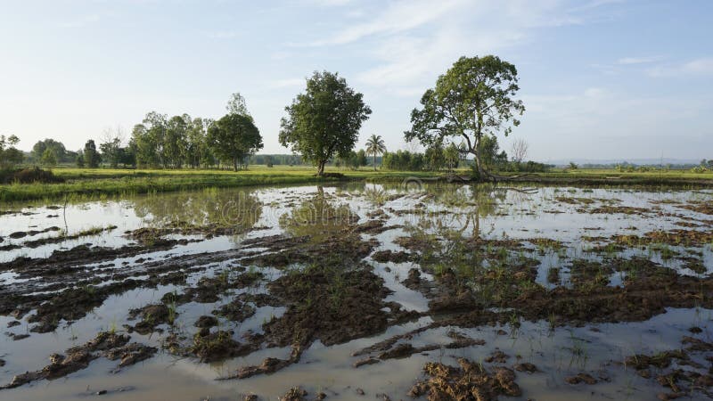 Muddy Rice Field Showing Water Required for a Good Rice Crop Stock ...