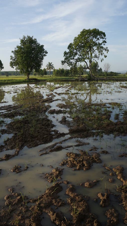 Muddy Rice Field Showing Water Required for a Good Rice Crop Stock ...