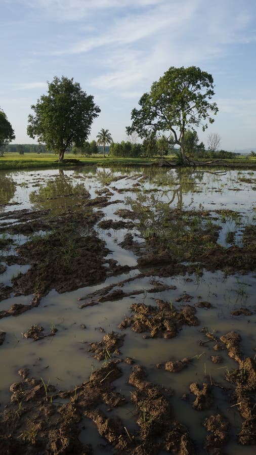 Muddy Rice Field Showing Water Required for a Good Rice Crop Stock ...