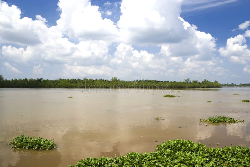 Muddy River stock photo. Image of waterway, stream, hyacinth - 4037038