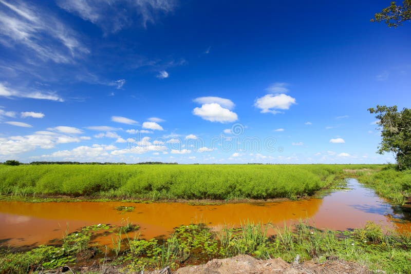 Muddy River Banks with Blue Sky and Green Field Stock Photo - Image of ...