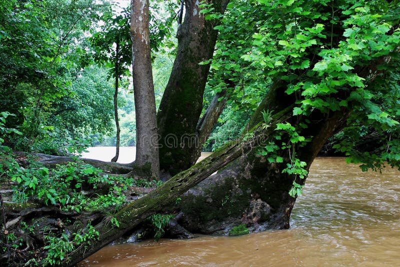 Muddy river stock image. Image of water, riverbank, foliage - 67670129