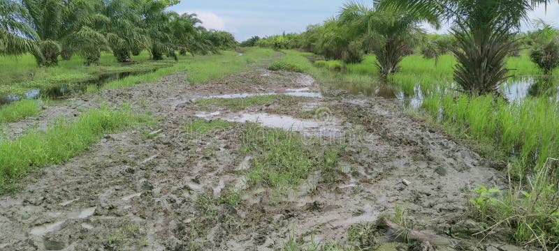 Muddy Road Conditions are Access To the Rice Fields Stock Image - Image ...
