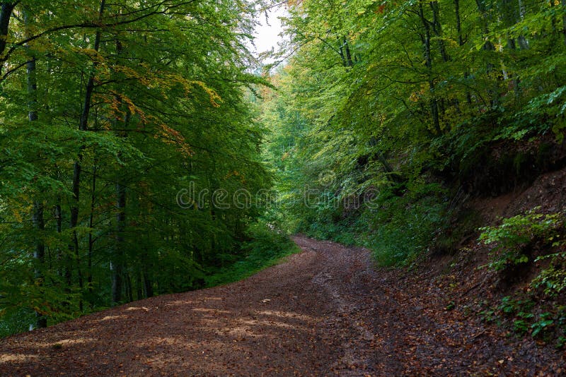 Muddy road in the forest stock image. Image of outdoors - 258875211