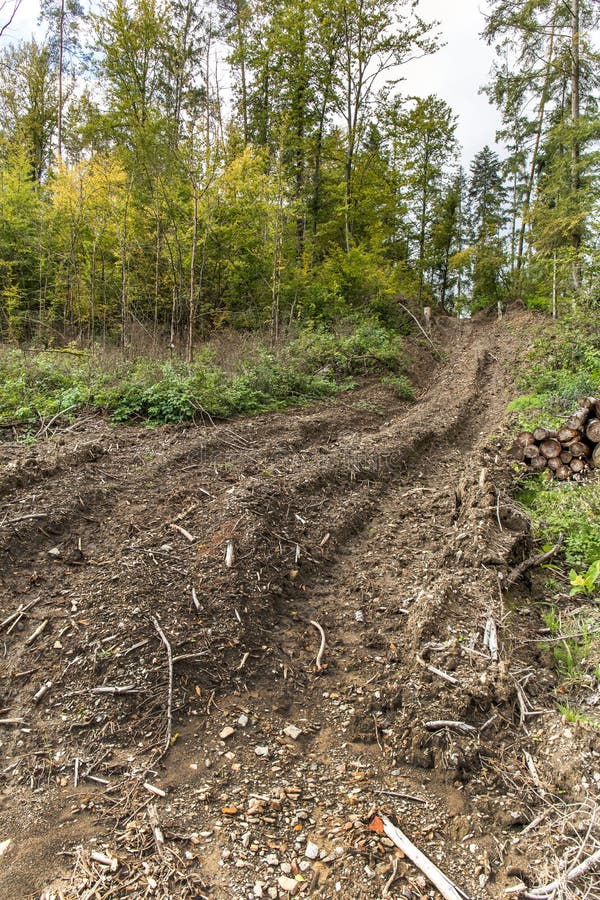 Muddy Road in the Forest. Road for Loggers Stock Image - Image of hill ...