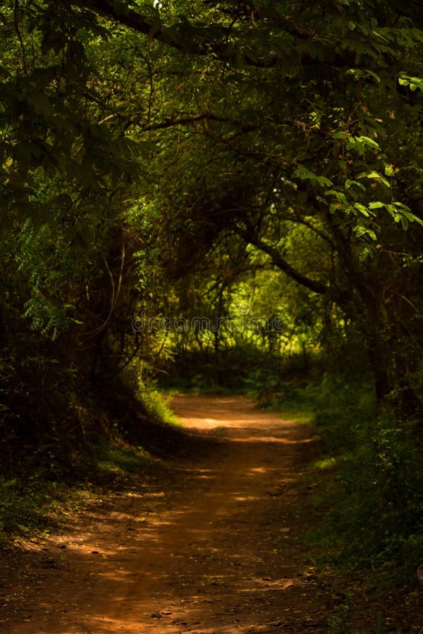 A Muddy Road through a Green Forest in the Evening Light with Trees in ...