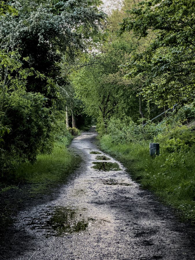 Muddy Road with Puddles, Trees, and Bushes Stock Image - Image of dirt ...