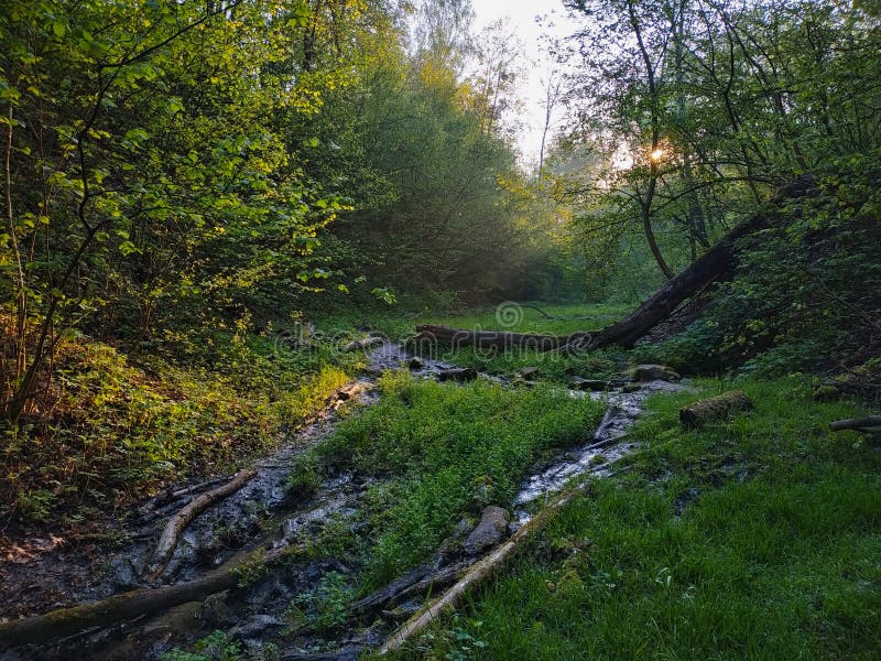 Muddy Road in Rural Path at the Forest with Creek Stock Image - Image ...