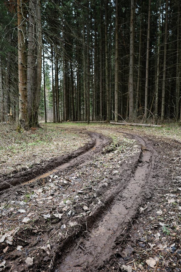 Muddy Road in the Woods in Early Spring Stock Photo - Image of leaf ...