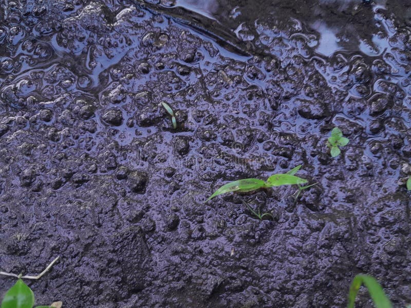 Muddy Soil Surface Texture after Rain Stock Image - Image of growing ...