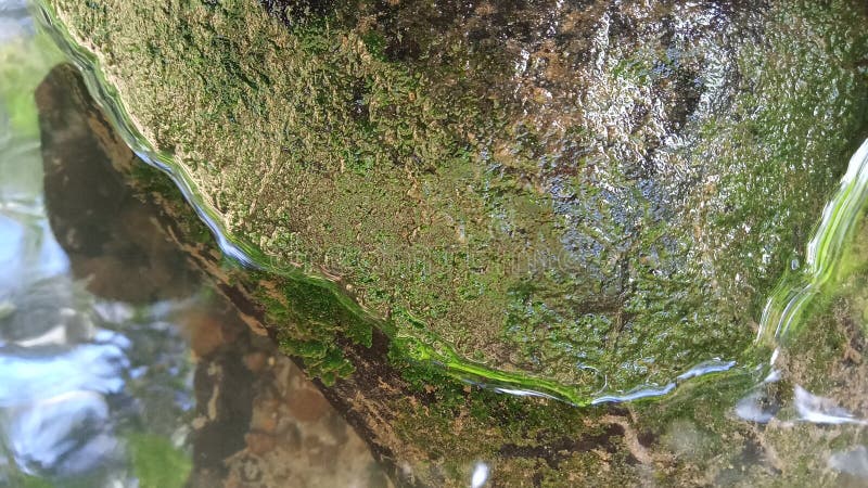 Muddy stone stock image. Image of flower, geology, rock - 232478899