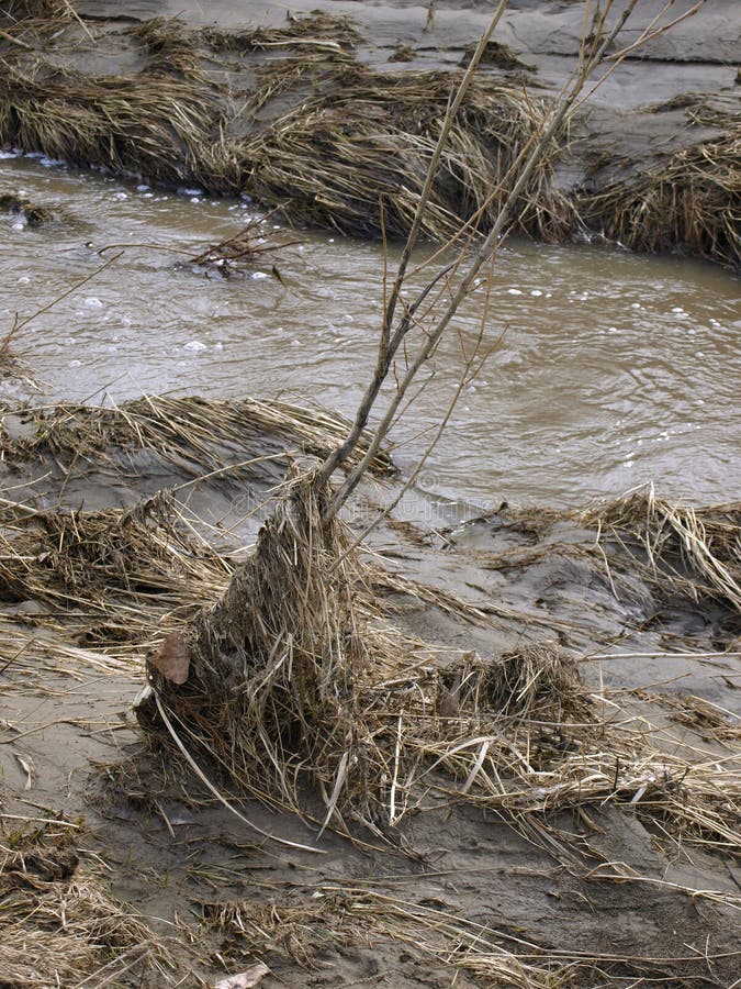 Muddy Stream in Early Spring with Bare Banks and Dry Grass Stock Photo ...