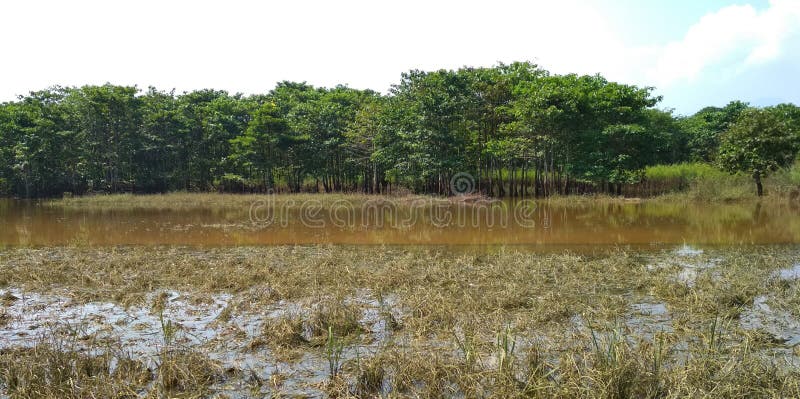 Muddy Swamp Flooded with Brown Water Stock Image - Image of agriculture ...