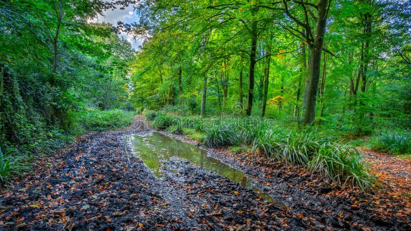 Muddy forest track in fall stock image. Image of forest - 101416457