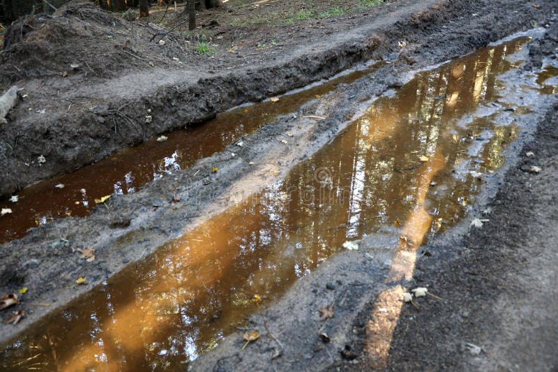 Muddy Tracks with Puddles on Wet Muddy Surface in Forest Path Stock ...