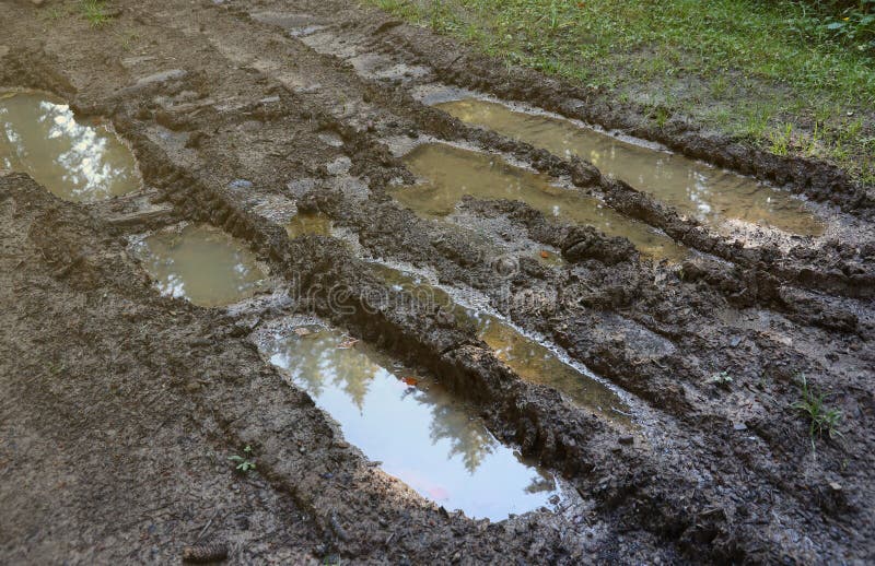 Muddy Tracks with Puddles on Wet Muddy Surface in Forest Path Stock ...