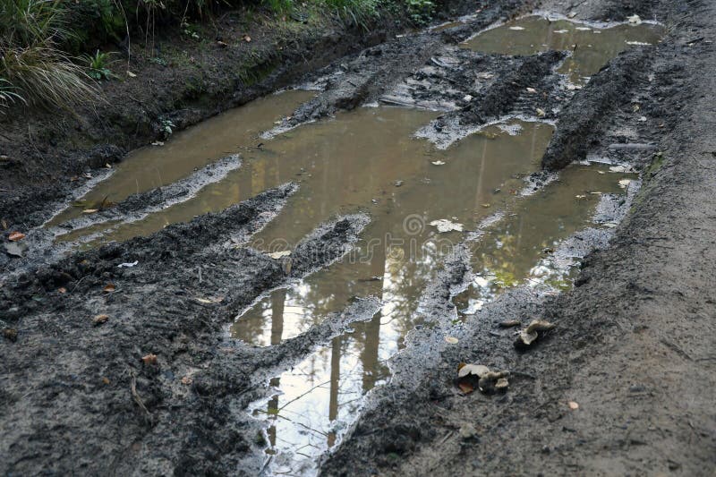 Muddy Tracks with Puddles on Wet Muddy Surface in Forest Path Stock ...