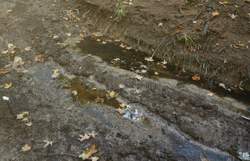 Muddy Tracks with Puddles on Wet Muddy Surface in Forest Path Stock ...