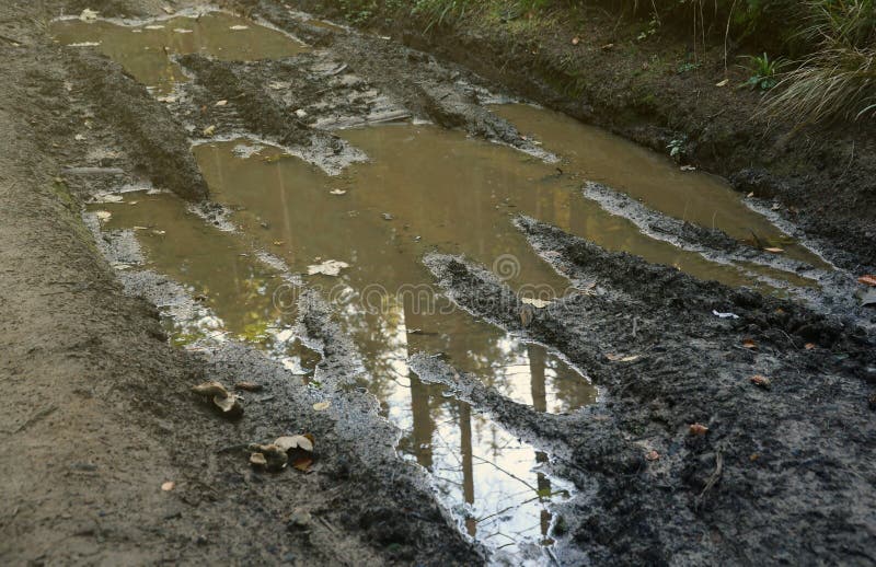 Muddy Tracks with Puddles on Wet Muddy Surface in Forest Path Stock ...