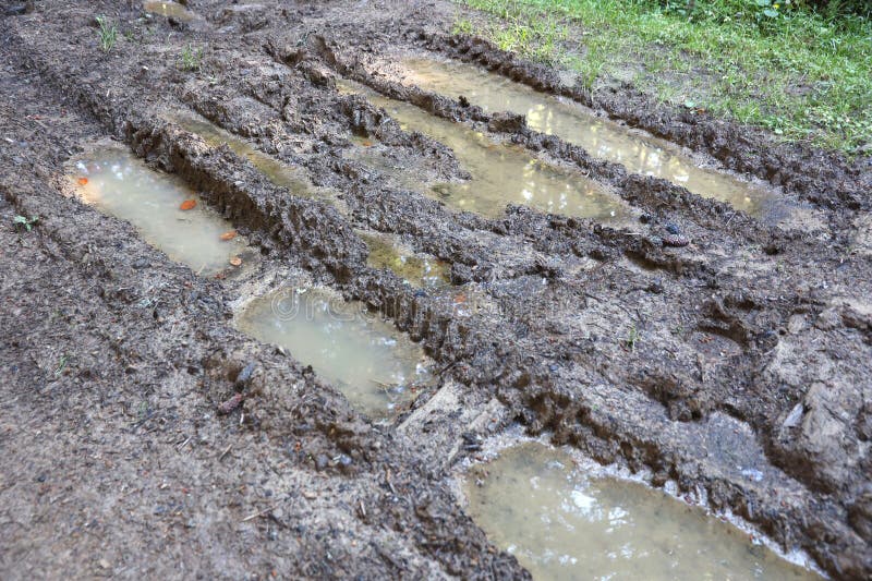 Muddy Tracks between the Bushes Stock Photo - Image of field, pathway ...