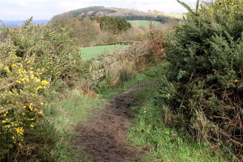 Muddy Tracks between the Bushes Stock Photo - Image of field, pathway ...