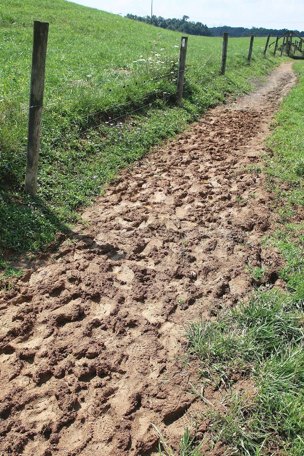 Muddy Hiking Trail Pennsylvania Stock Photo - Image of pedestrian ...