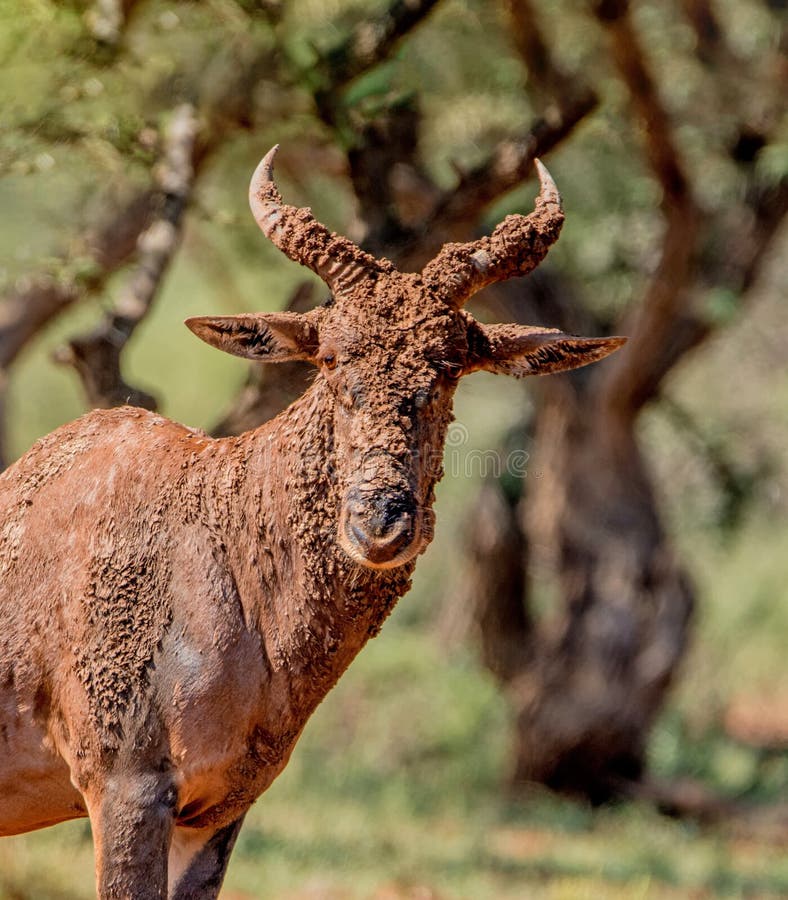 Tsessebe Antelope stock image. Image of animals, african - 107677749