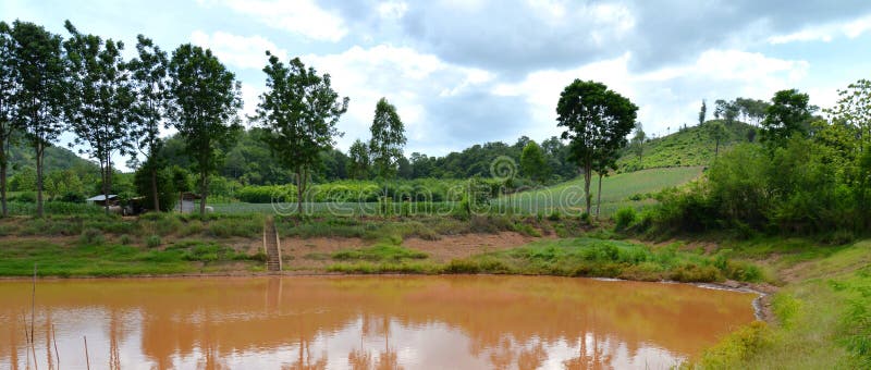 Muddy Water stock photo. Image of biome, bank, vegetation - 56312284